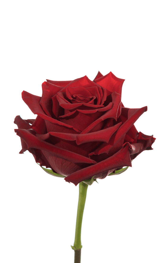Royal Flowers | Ecuadorian Wholesale Roses