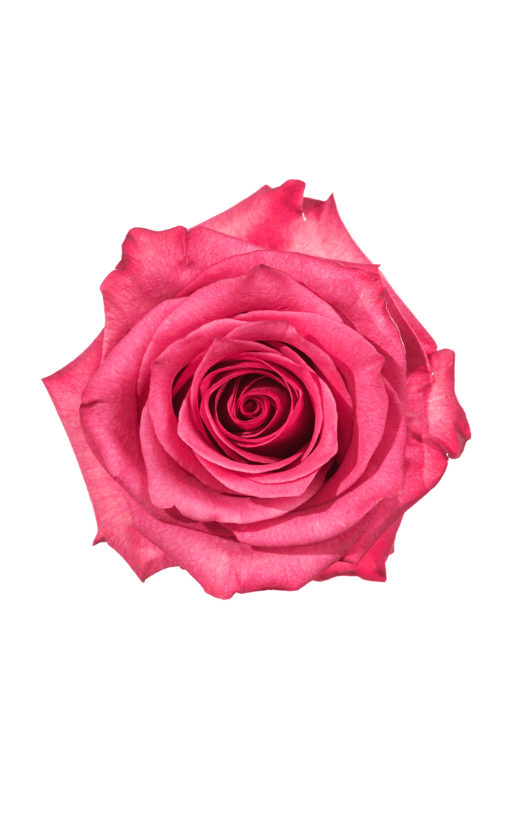 Lola Hot Pink Rose – Wholesale Roses | Royal Flowers